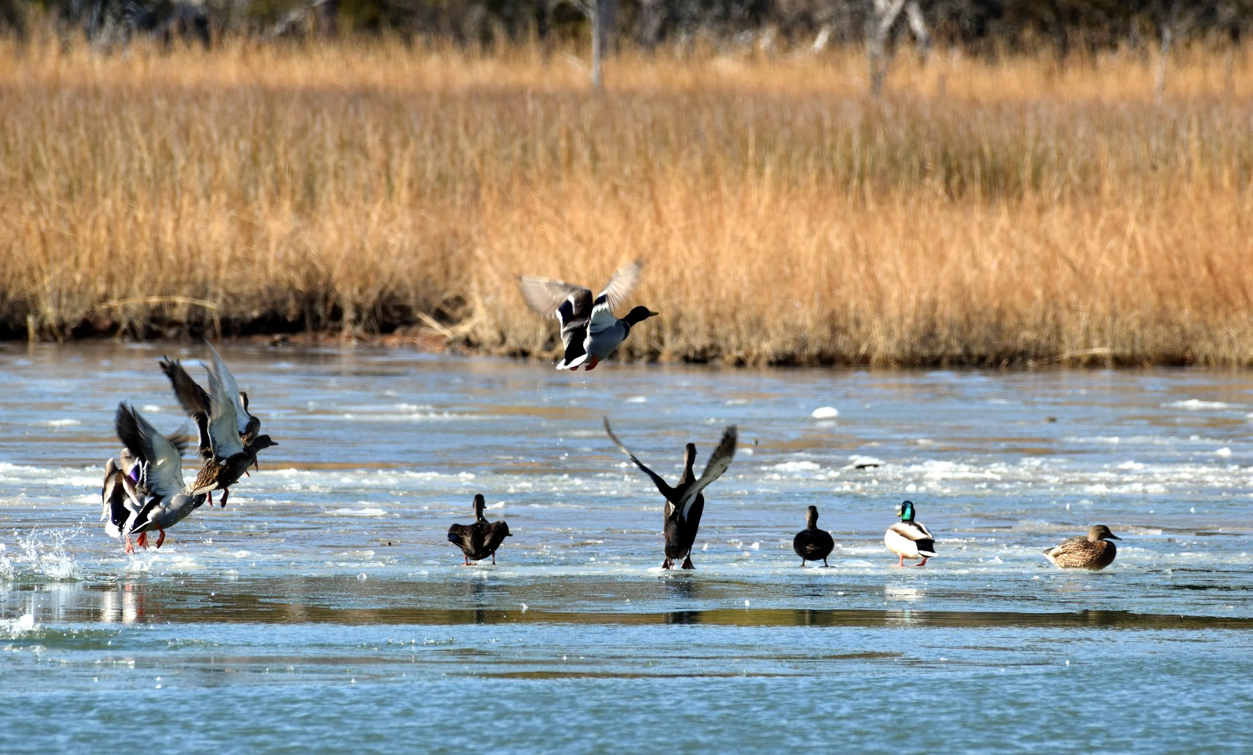 Explore Your Parks — Virginia Association for Parks