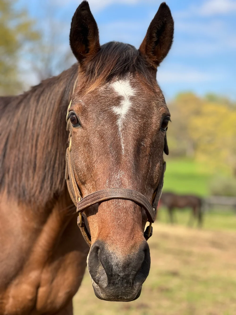 Gallery 1 — Akindale TB Aftercare