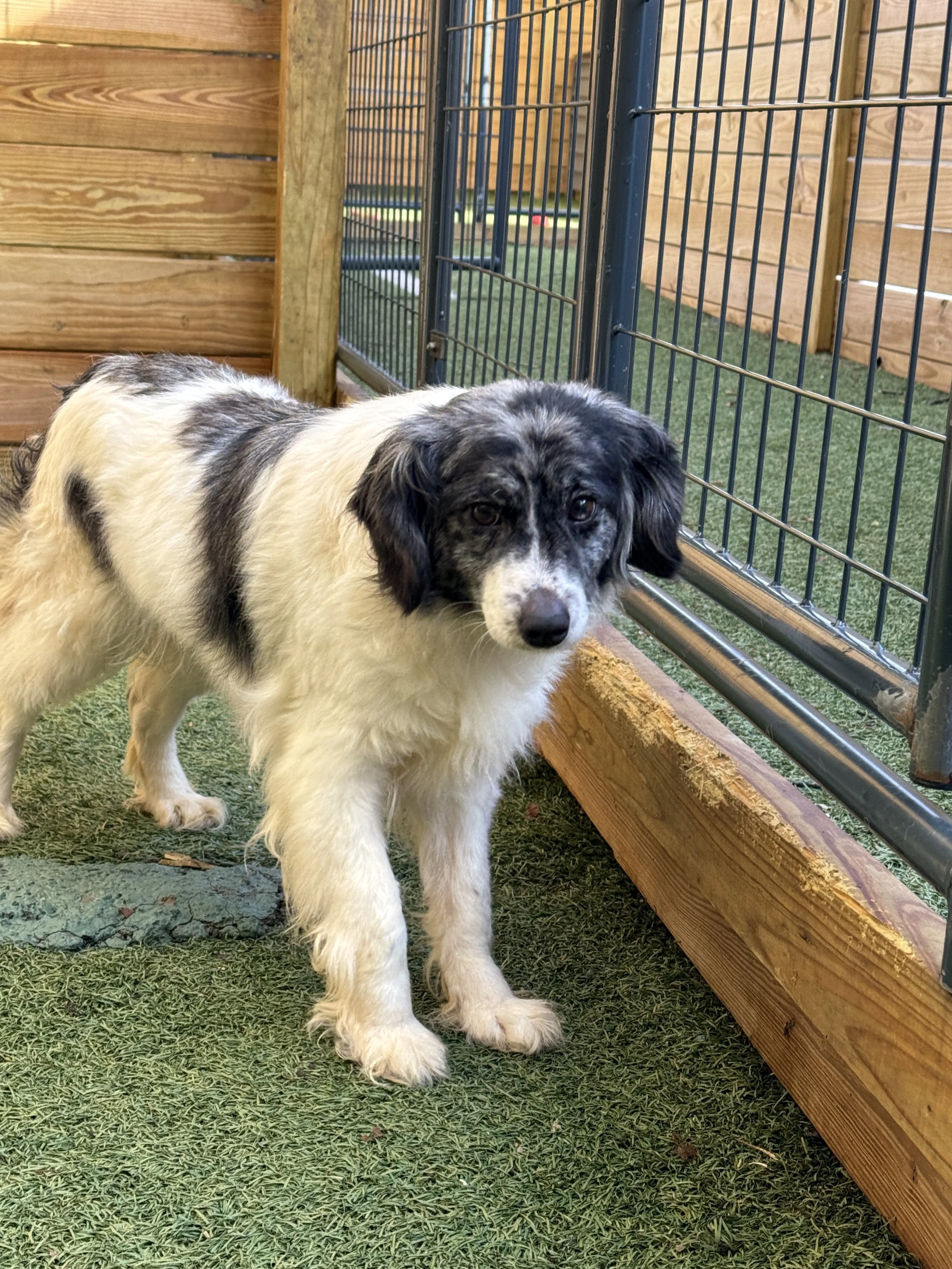 Adopt a dog — Save-A-Pet USA