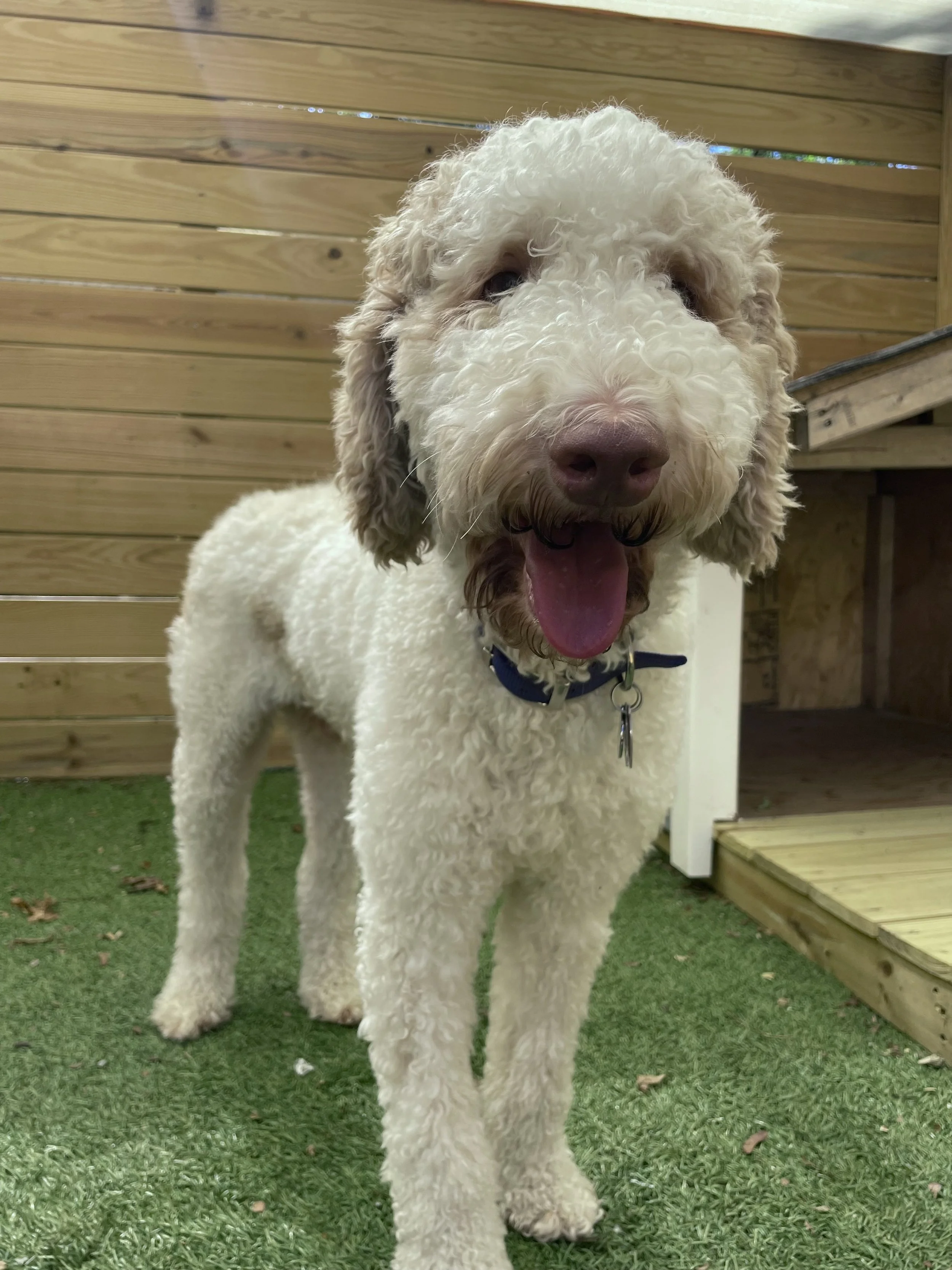 Spay/Neuter Clinic — Save-A-Pet USA