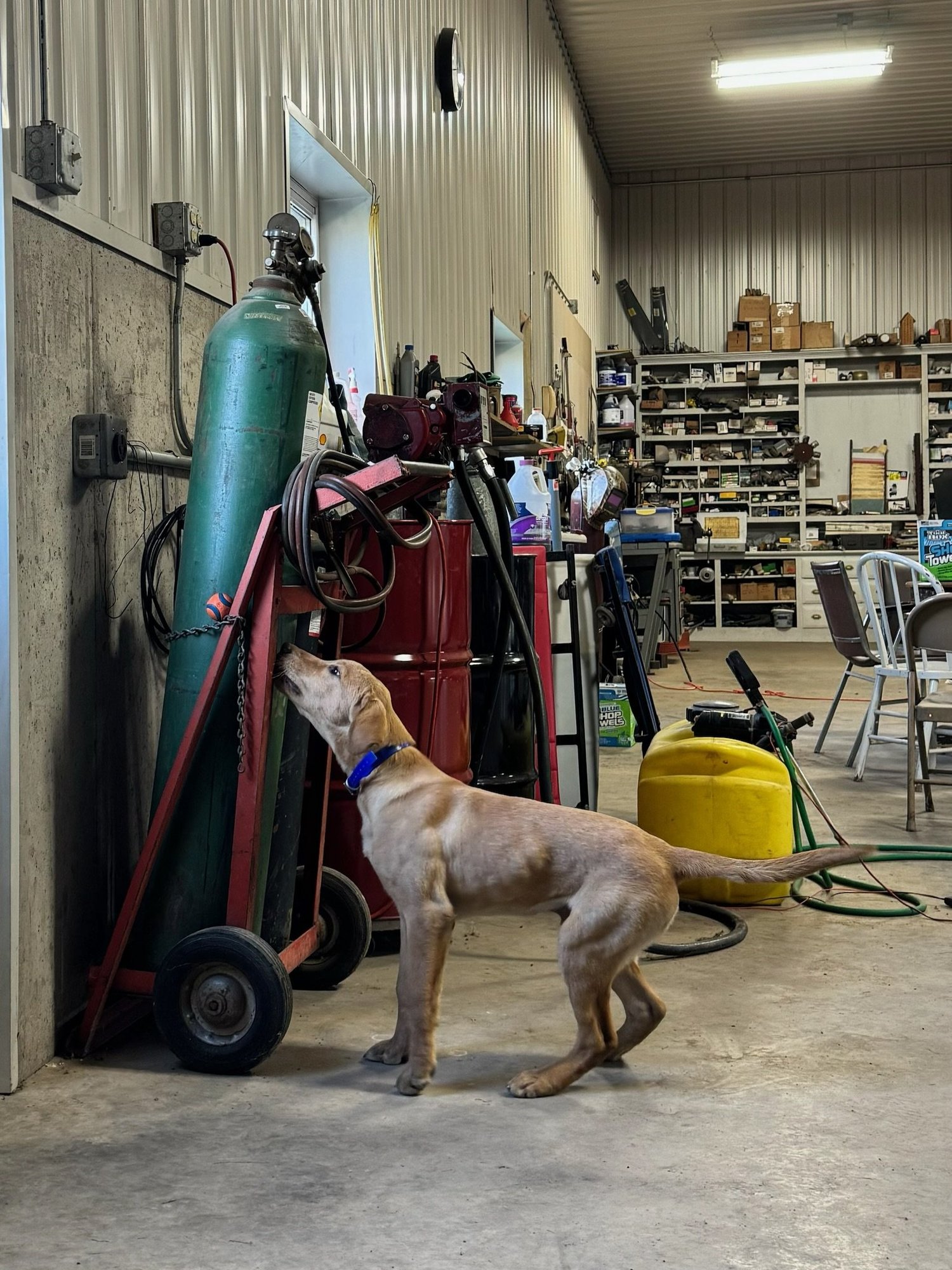 Vapor Wake Capable — Hay Creek Kennel