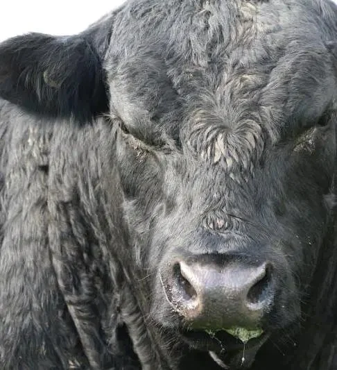 Angus — Focus Genetics