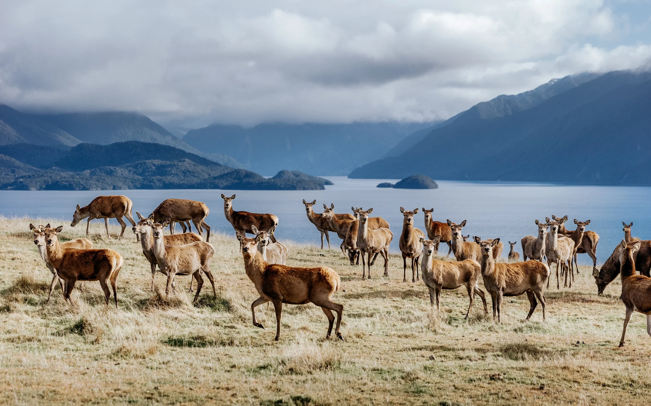 Deer — Focus Genetics