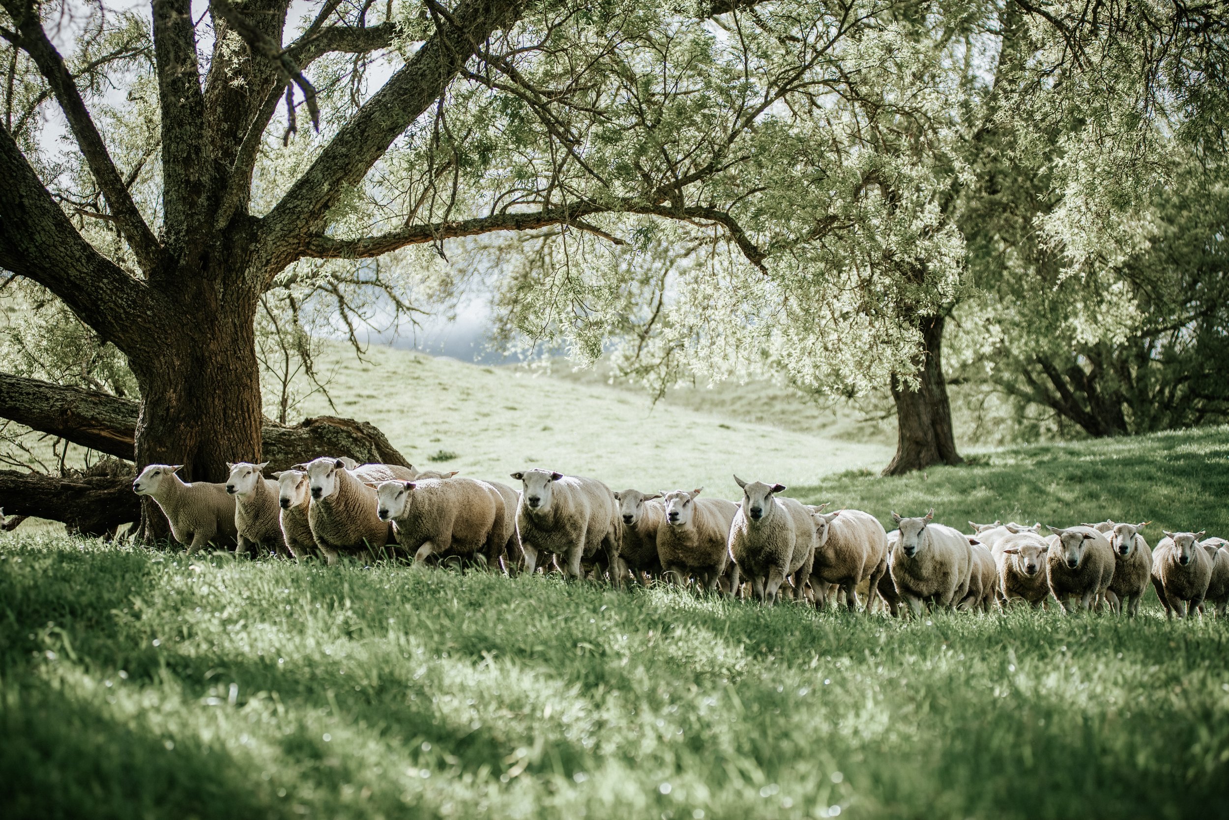 Ram Order Form — Focus Genetics