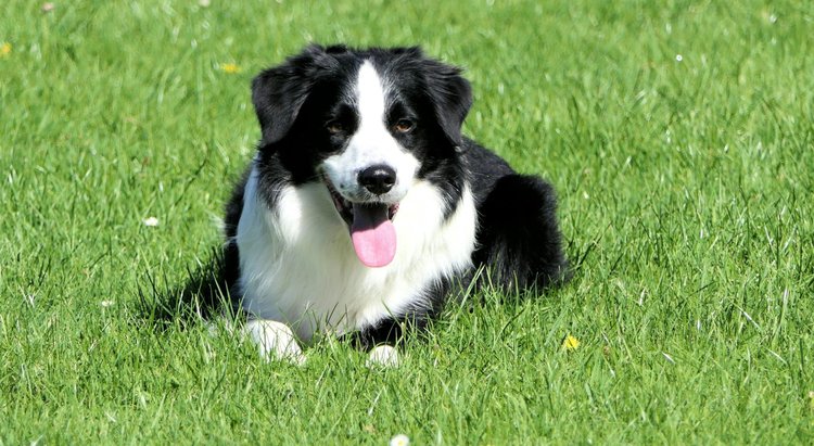 Elite Paws Training | Professional Dog Training in Florida