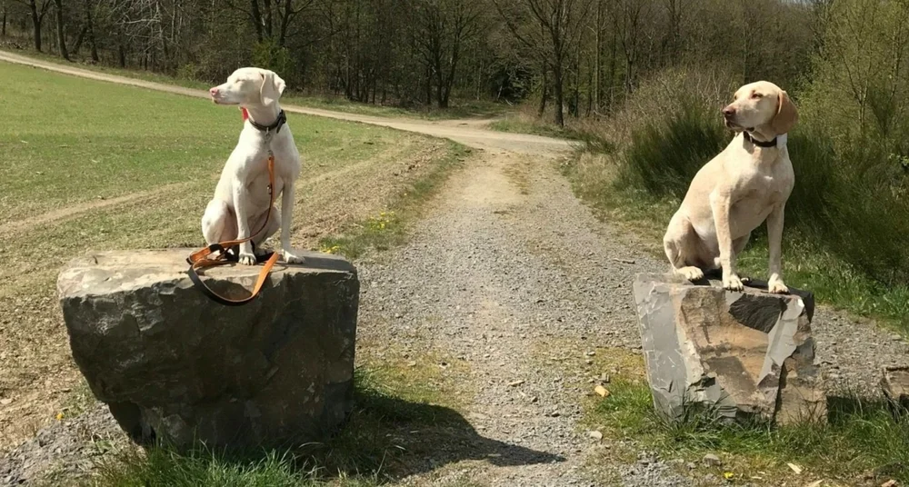 Elite Paws Training | Professional Dog Training in Florida