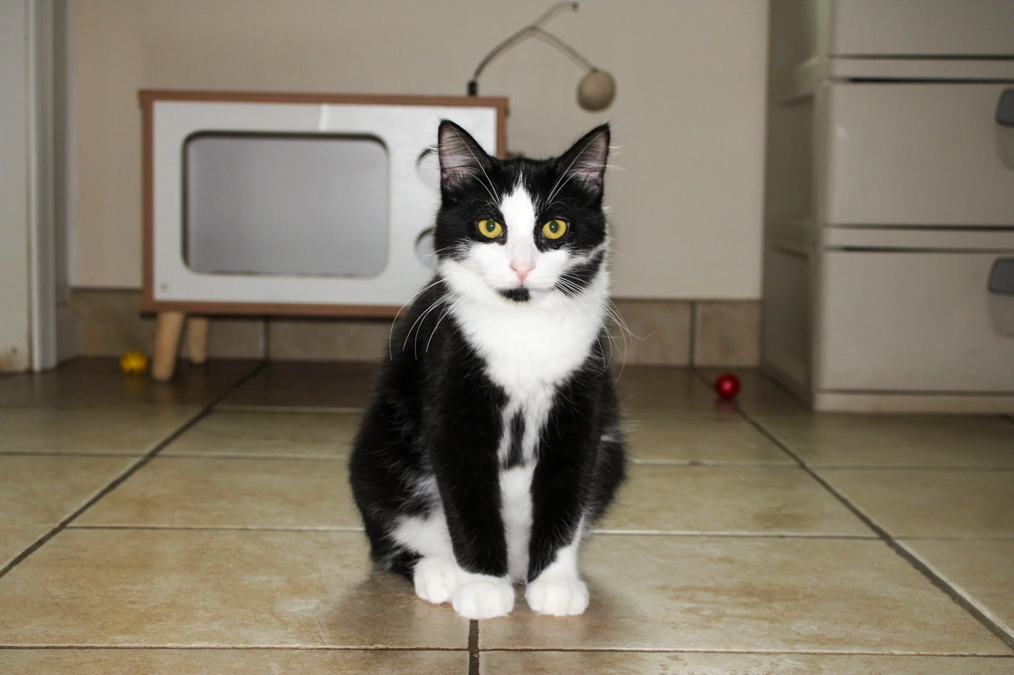 Events — Rea Family Animal Shelter