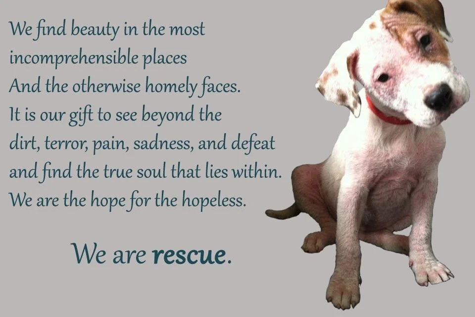 General Information — Rea Family Animal Shelter