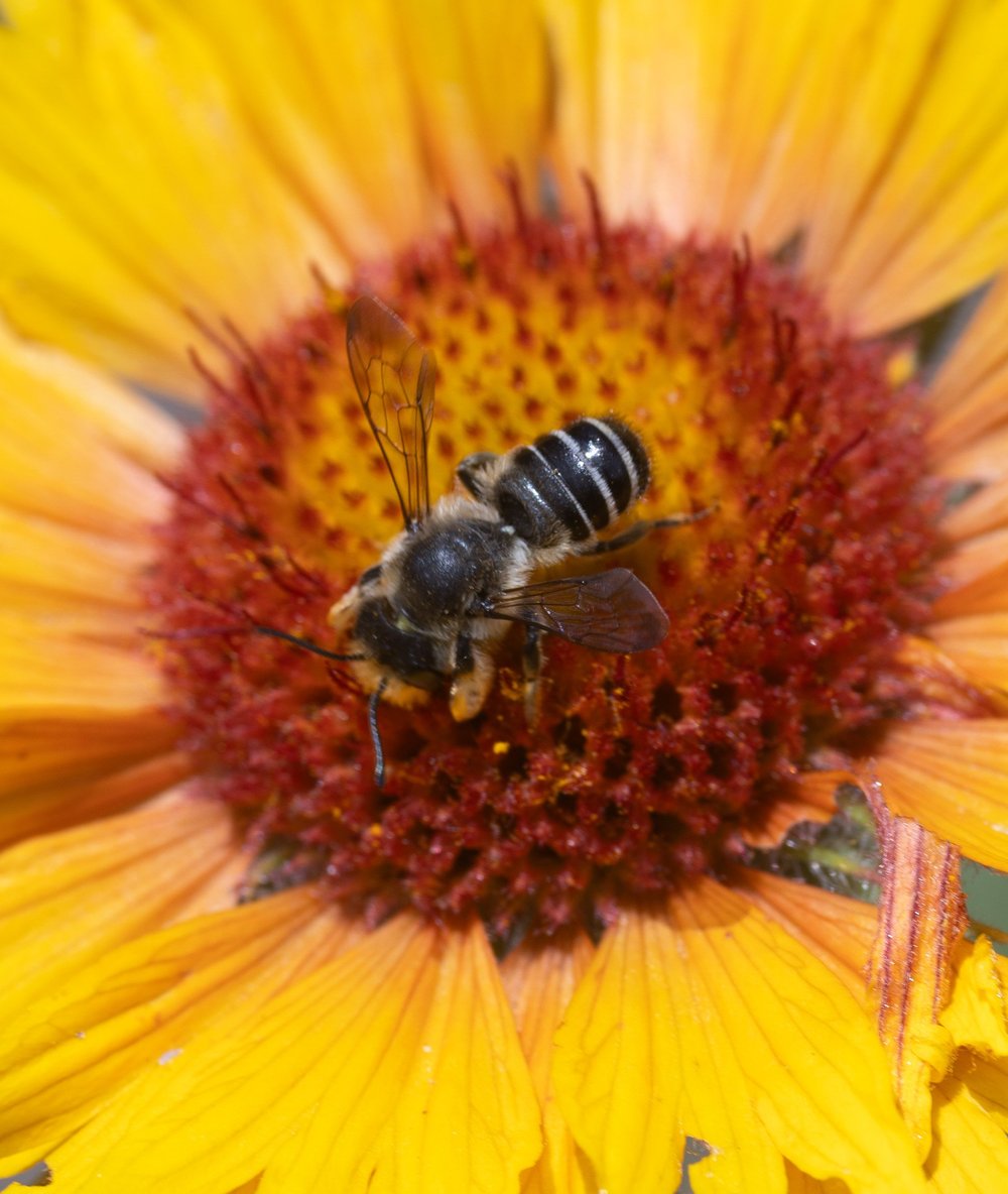 Xerces Society Pollinator Conservation Program — Skinner Native Seeds