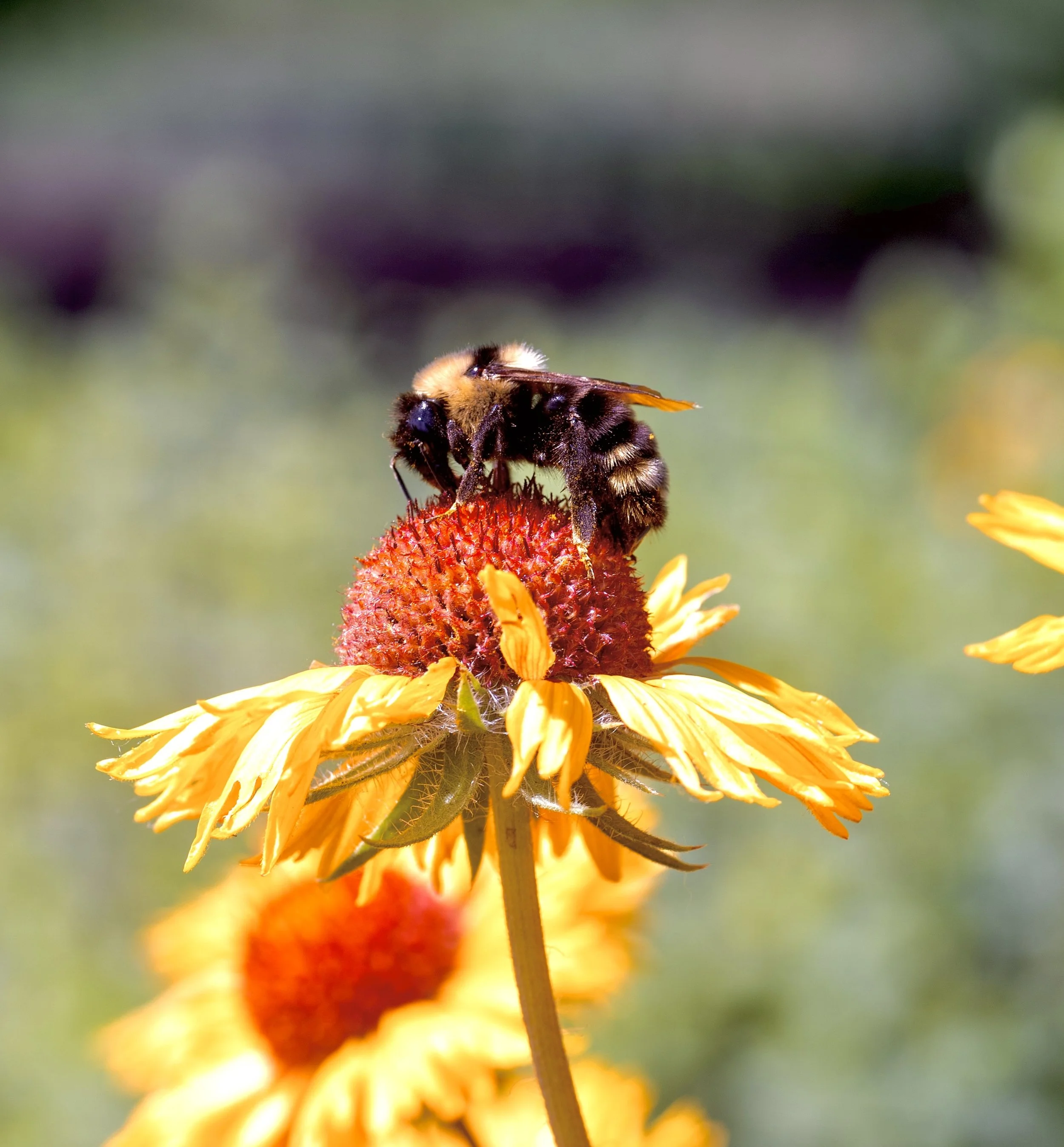 Xerces Society Pollinator Conservation Program — Skinner Native Seeds