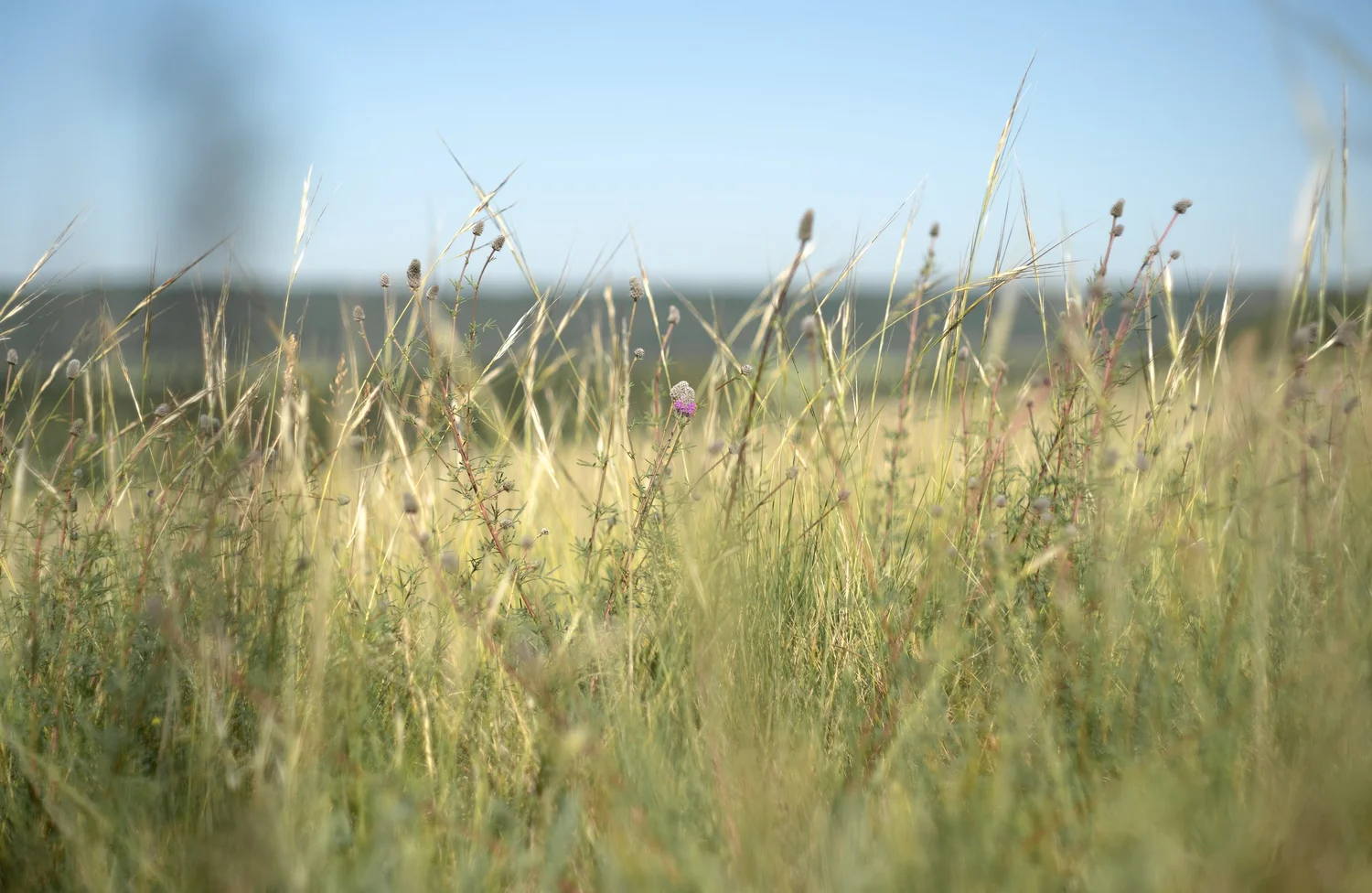 Xerces Society Pollinator Conservation Program — Skinner Native Seeds