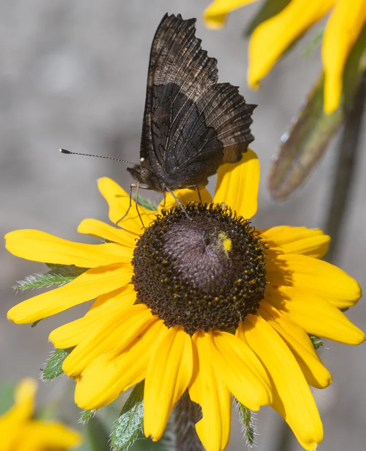 Xerces Society Pollinator Conservation Program — Skinner Native Seeds