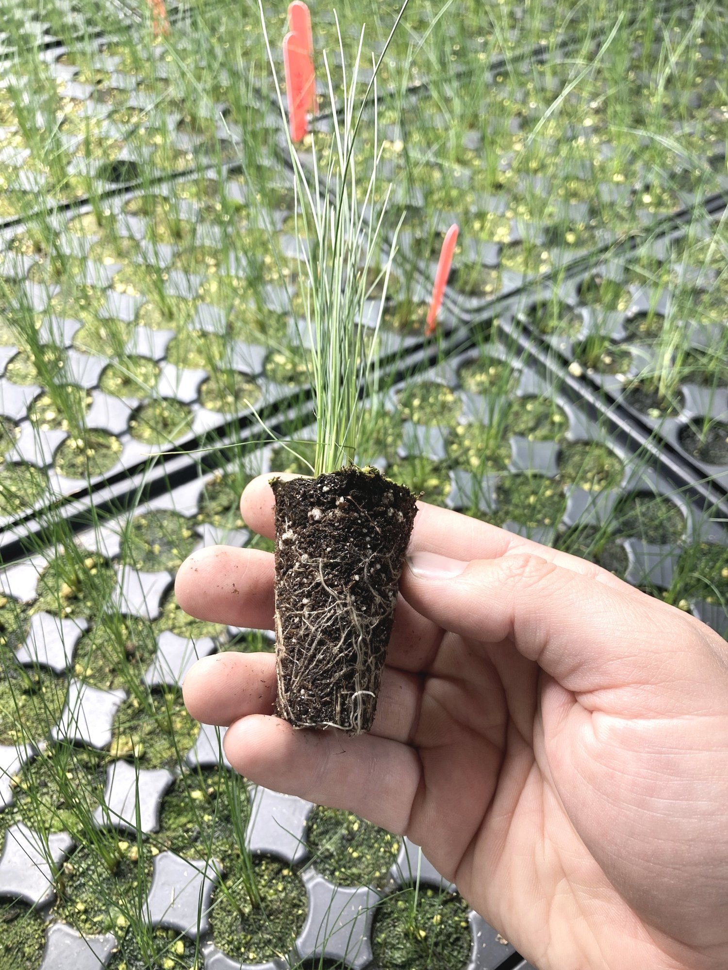 Skinner Native Seeds