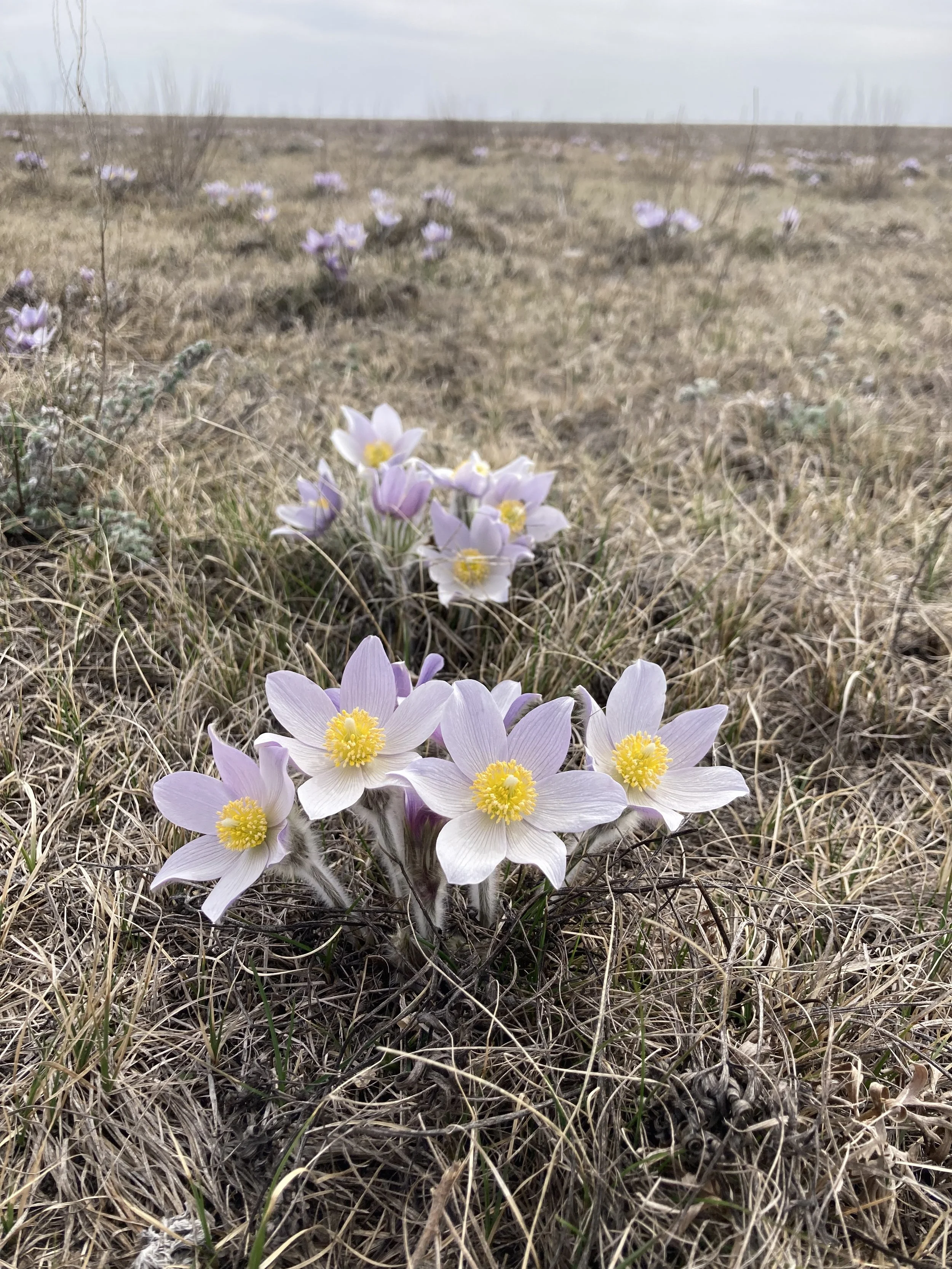 Xerces Society Pollinator Conservation Program — Skinner Native Seeds