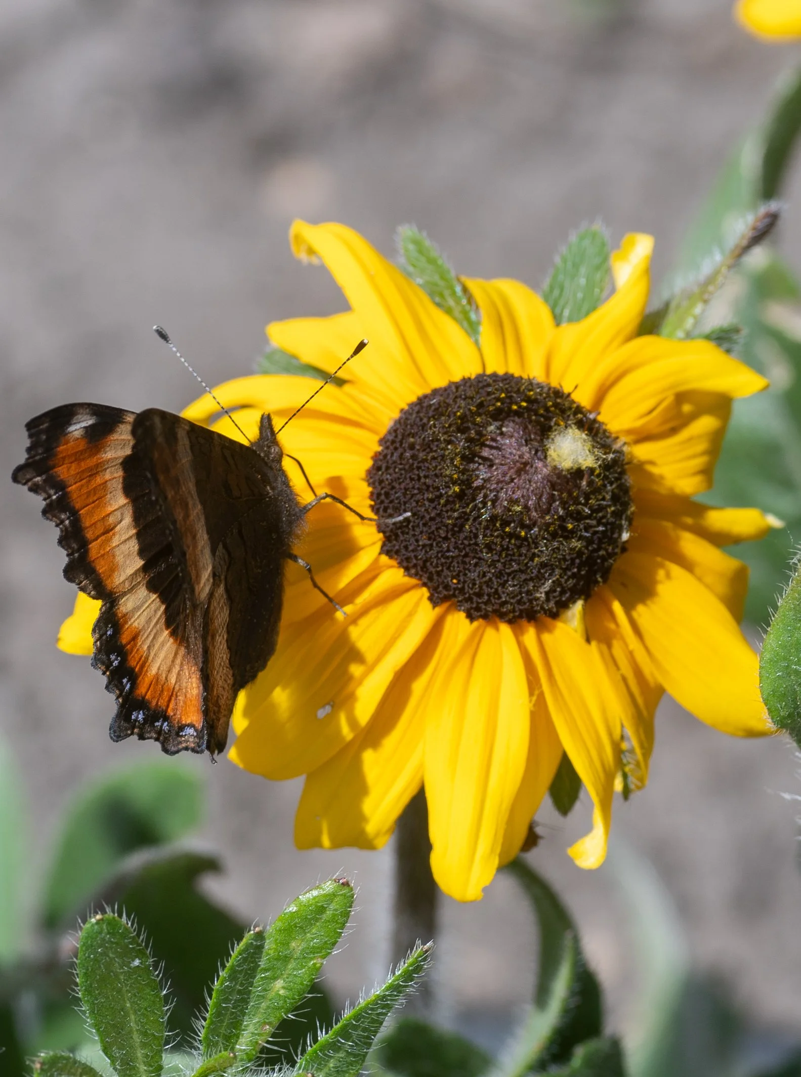 Xerces Society Pollinator Conservation Program — Skinner Native Seeds