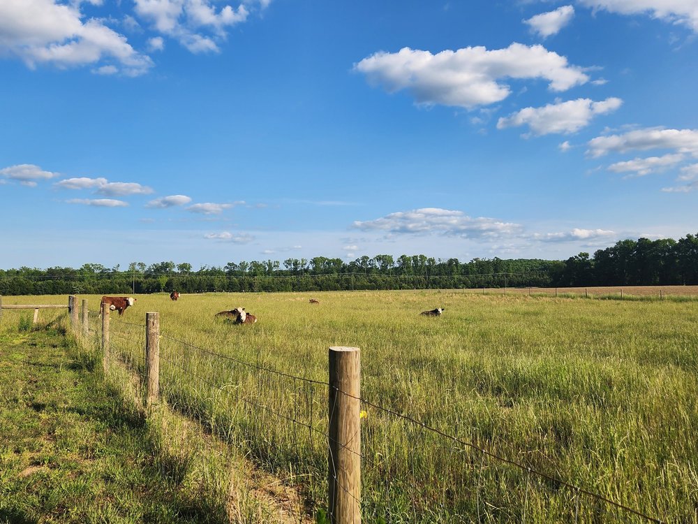 Shetler Farm | High-Quality Beef | Pasture-Raised & Grain-Finished ...