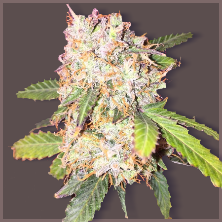 Shop | Seed Dog | Autoflower Seeds