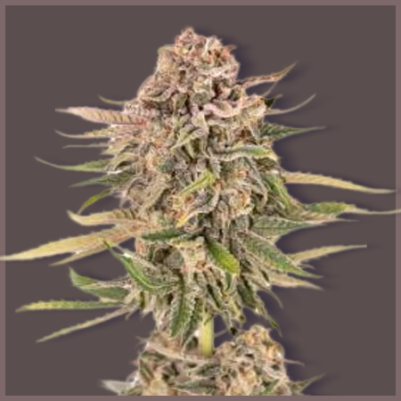 Pink Runtz Autoflower Seeds | Seed Dog | Autoflower and Photoperiod Seeds
