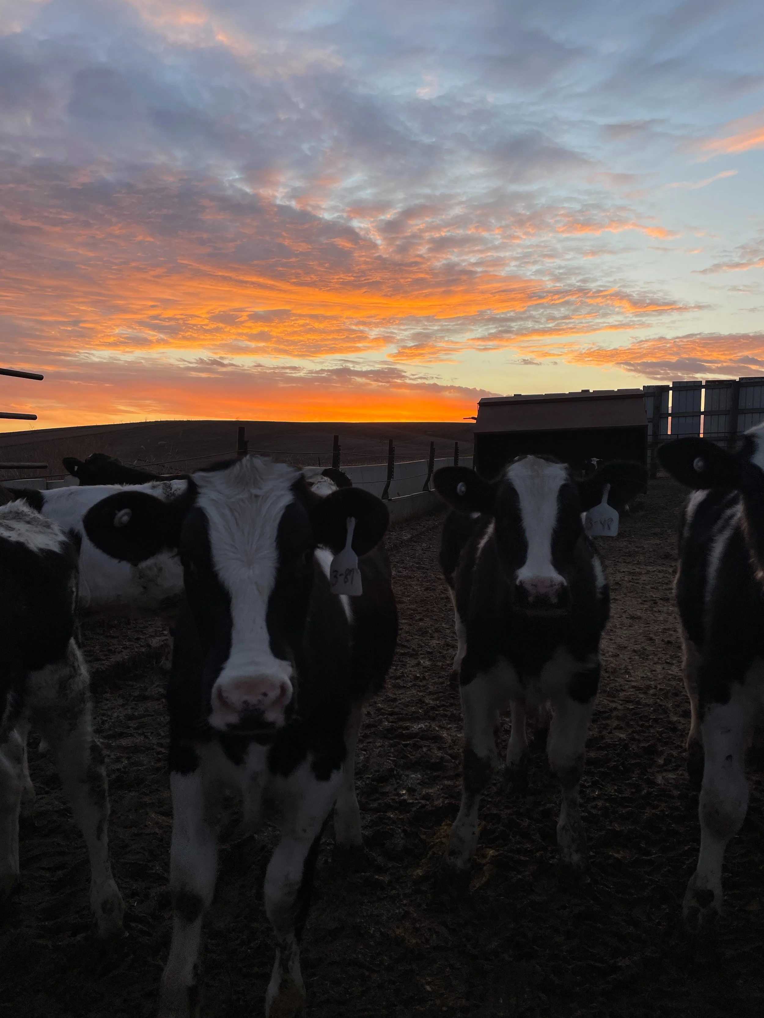 Murty Farms Hay & Holsteins