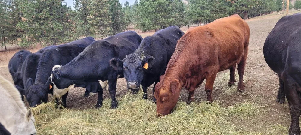 Sustainable, Ethical Farming & Free-Range Beef in Kelowna Since 2013 ...