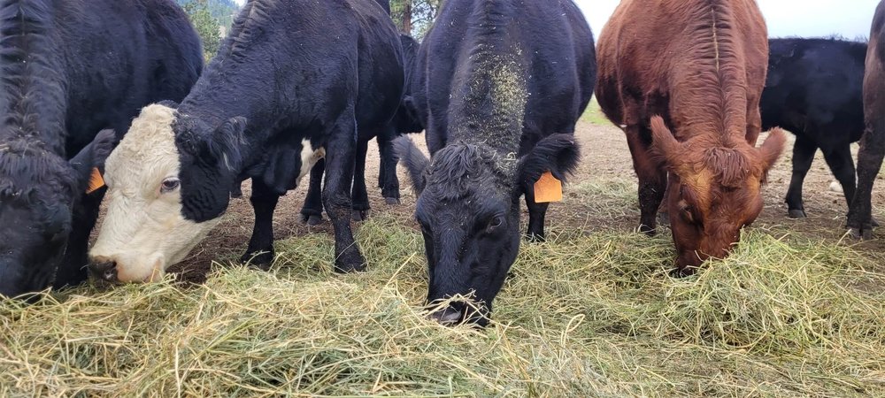 Sustainable, Ethical Farming & Free-Range Beef in Kelowna Since 2013 ...