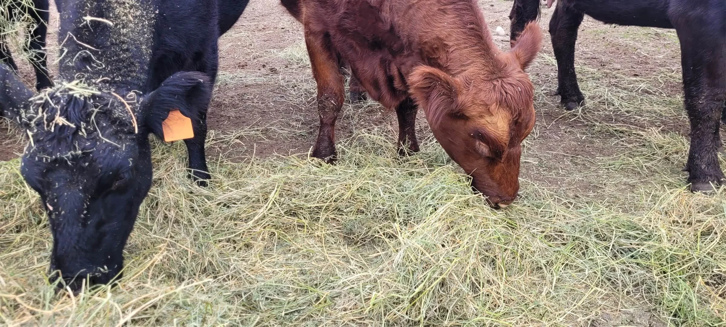 Sustainable, Ethical Farming & Free-Range Beef in Kelowna Since 2013 ...