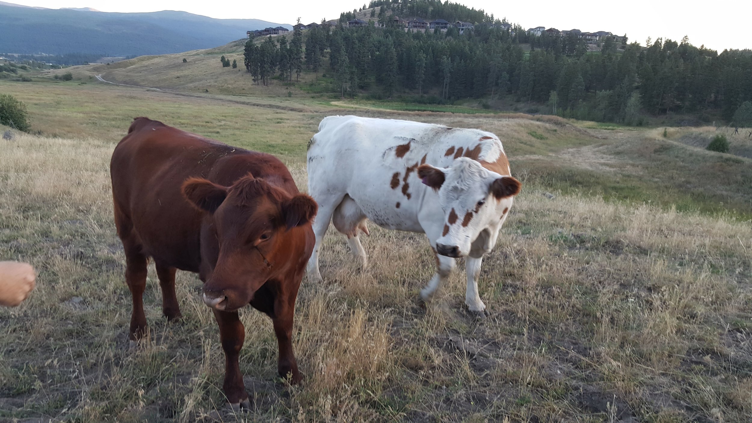 Sustainable, Ethical Farming & Free-Range Beef in Kelowna Since 2013 ...