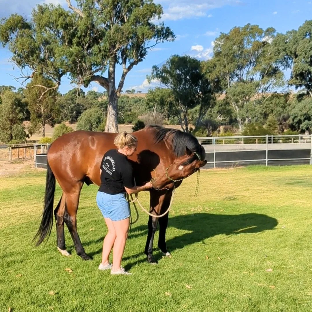 Enhance Your Horse’s Flexibility & Performance with Equine ...