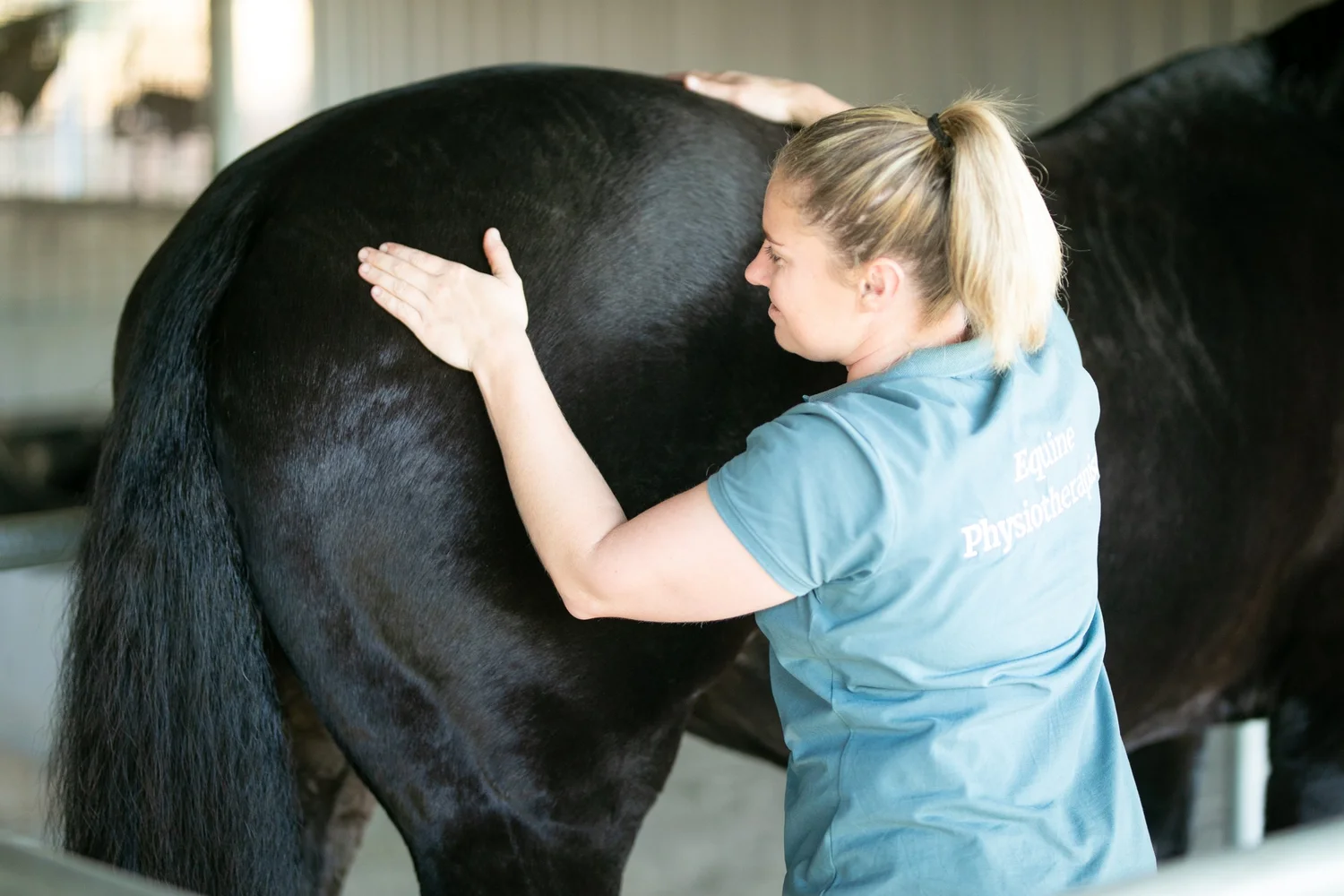 How to Identify Pain-Related Behaviors in Horses — Thrive Equine Physio
