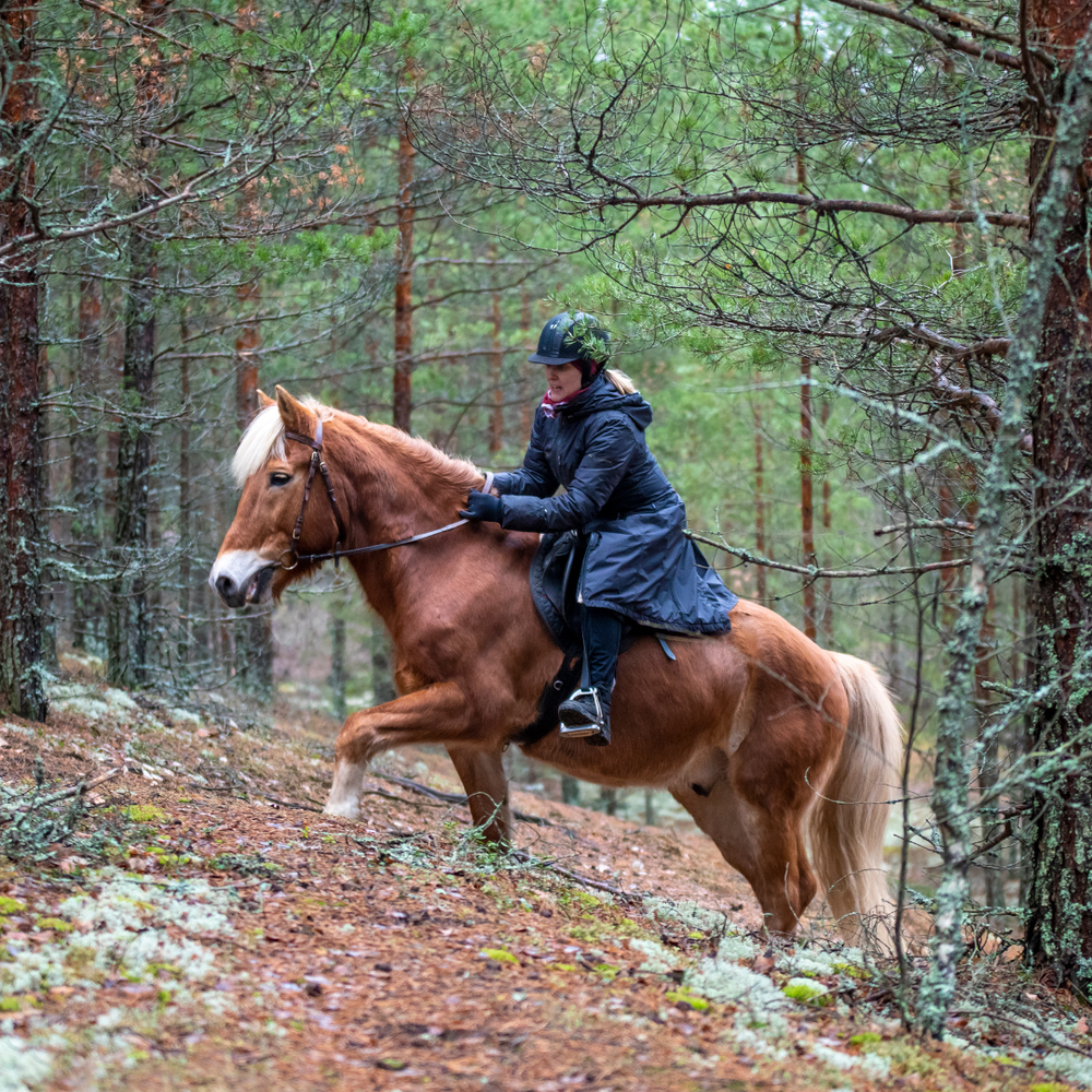 3 Variations of Hill Work Exercises for Horses of Every Level — Thrive ...
