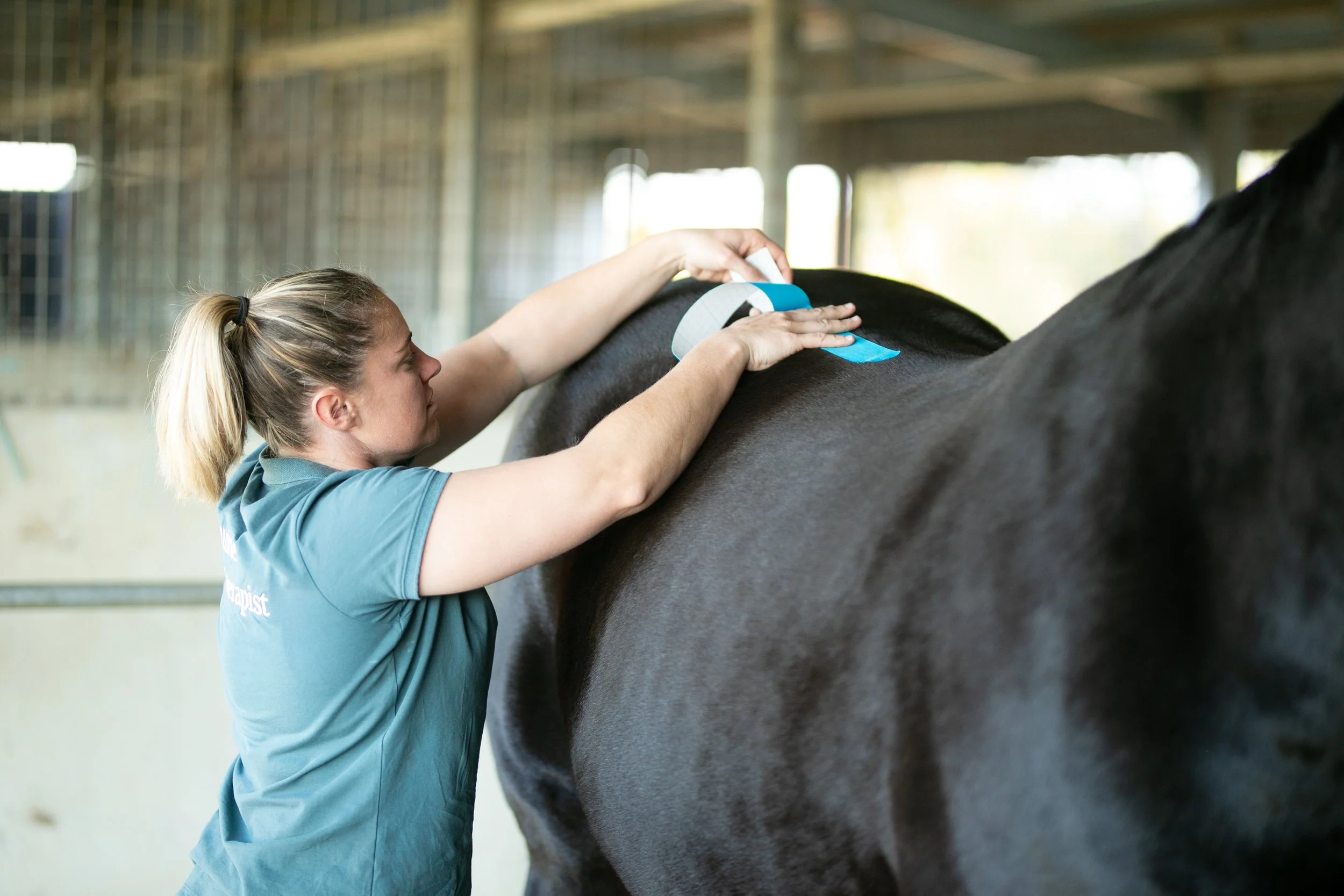 Thrive Equine Physio | Horse Physiotherapy & Injury Rehabilitation in ...