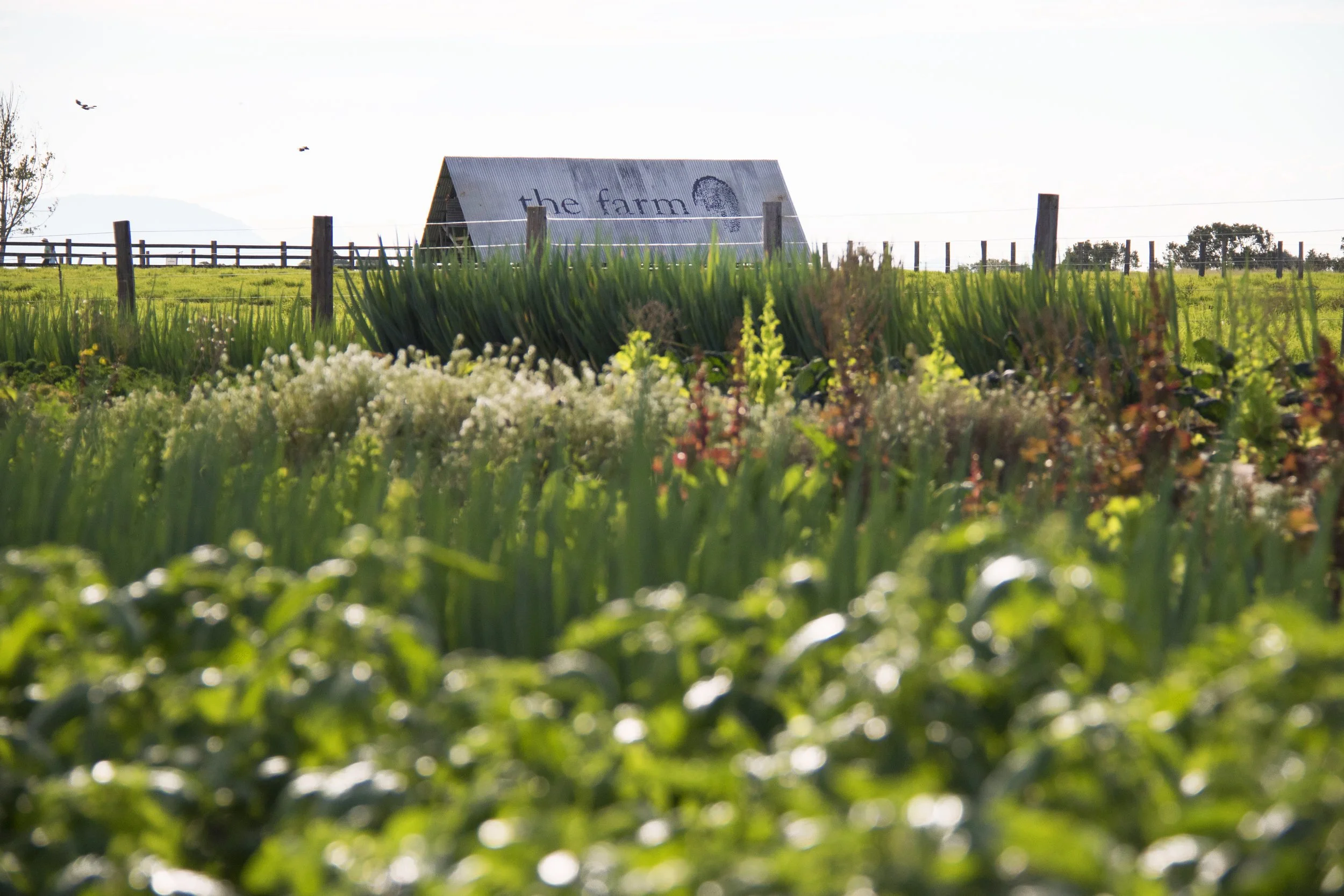 The Farm — Emma L Lane