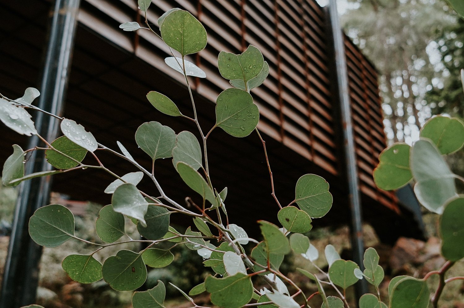 Stay — Sawmill Treehouse
