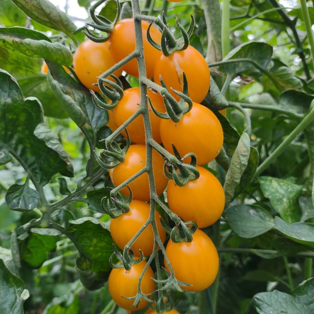 Økologiske Tomater Sortiment — Krebs Plant