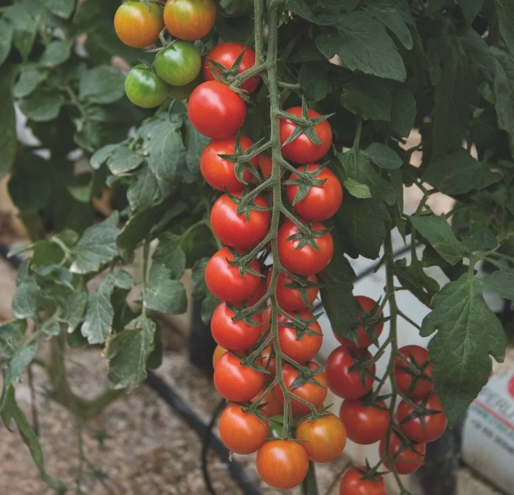 Økologiske Tomater Sortiment — Krebs Plant