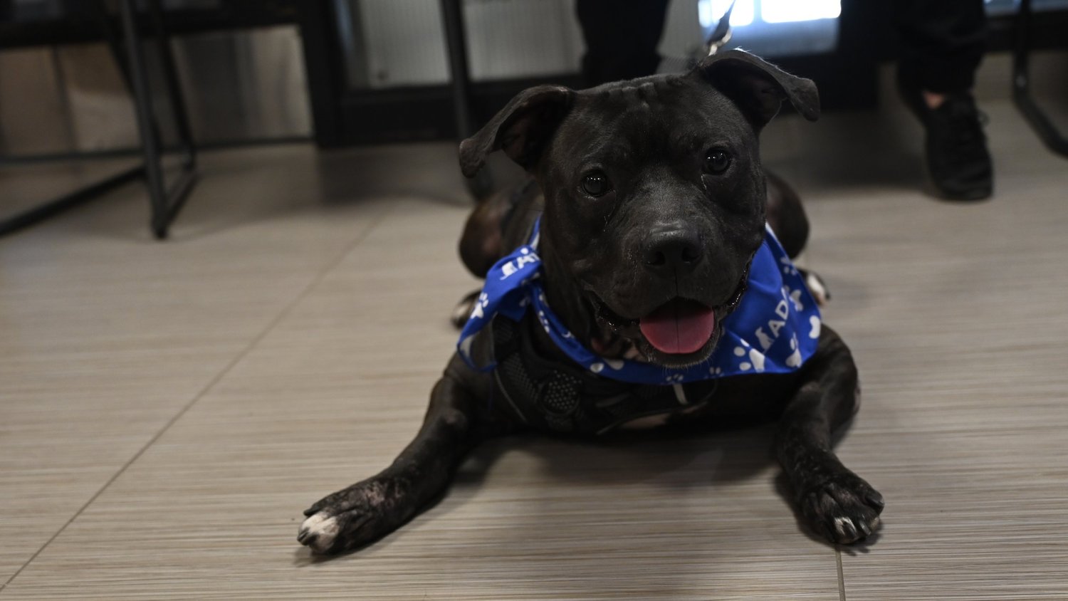 About Us — Vet Outreach
