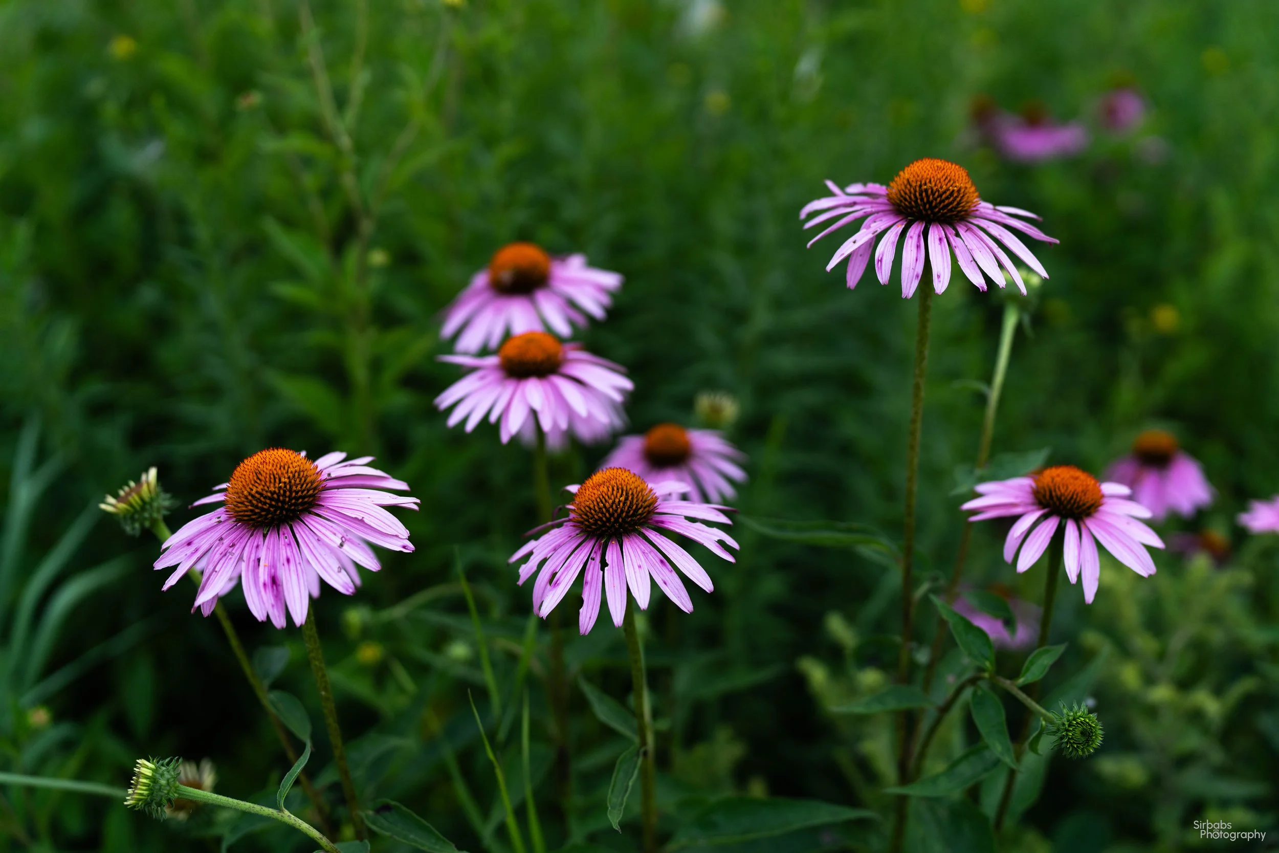 Flowers, plants, trees - plant life photos taken by Brent Babcock, aka ...