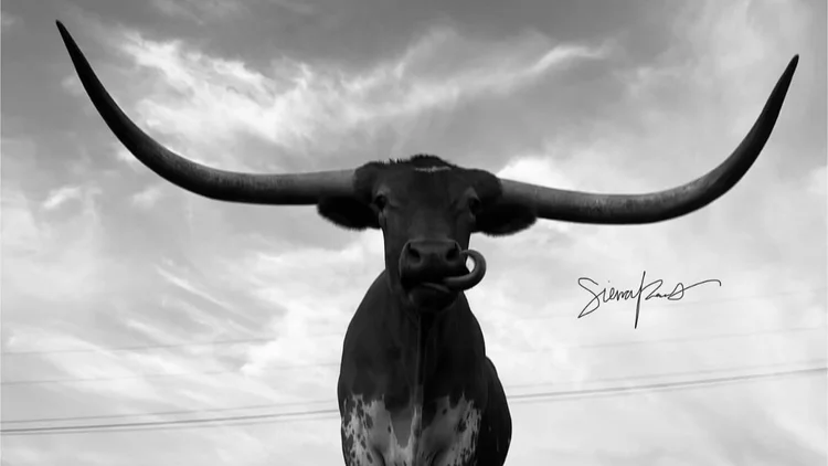 History — Lonesome Longhorns