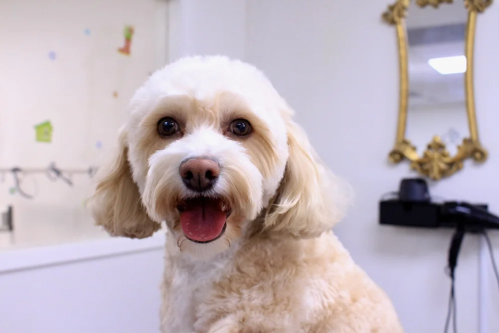 Barking Bubbles Spa