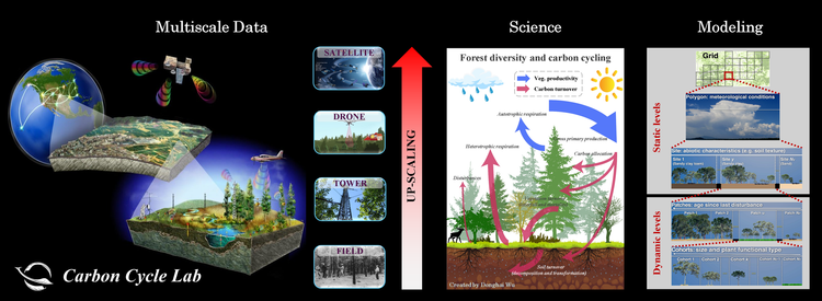 Carbon Cycle Lab