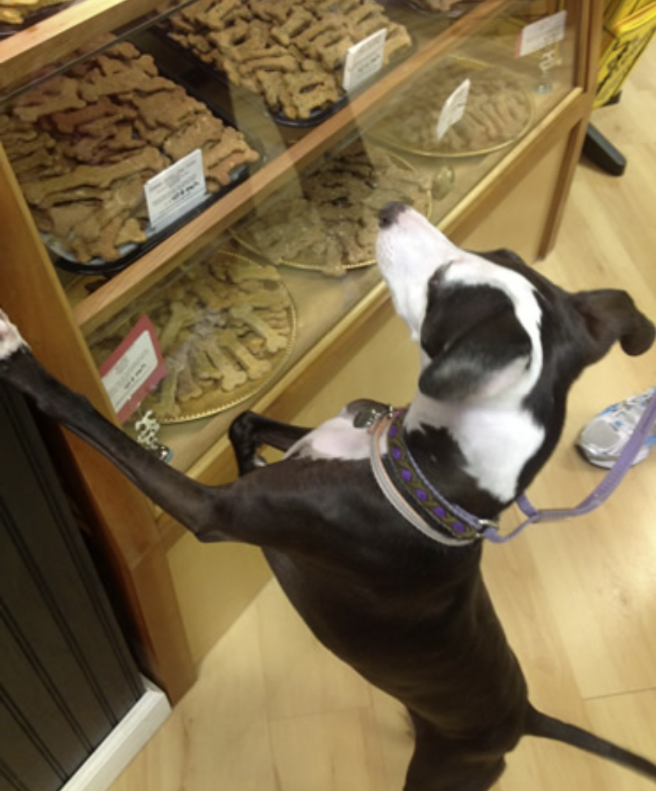 Shop — Discover Black Mountain