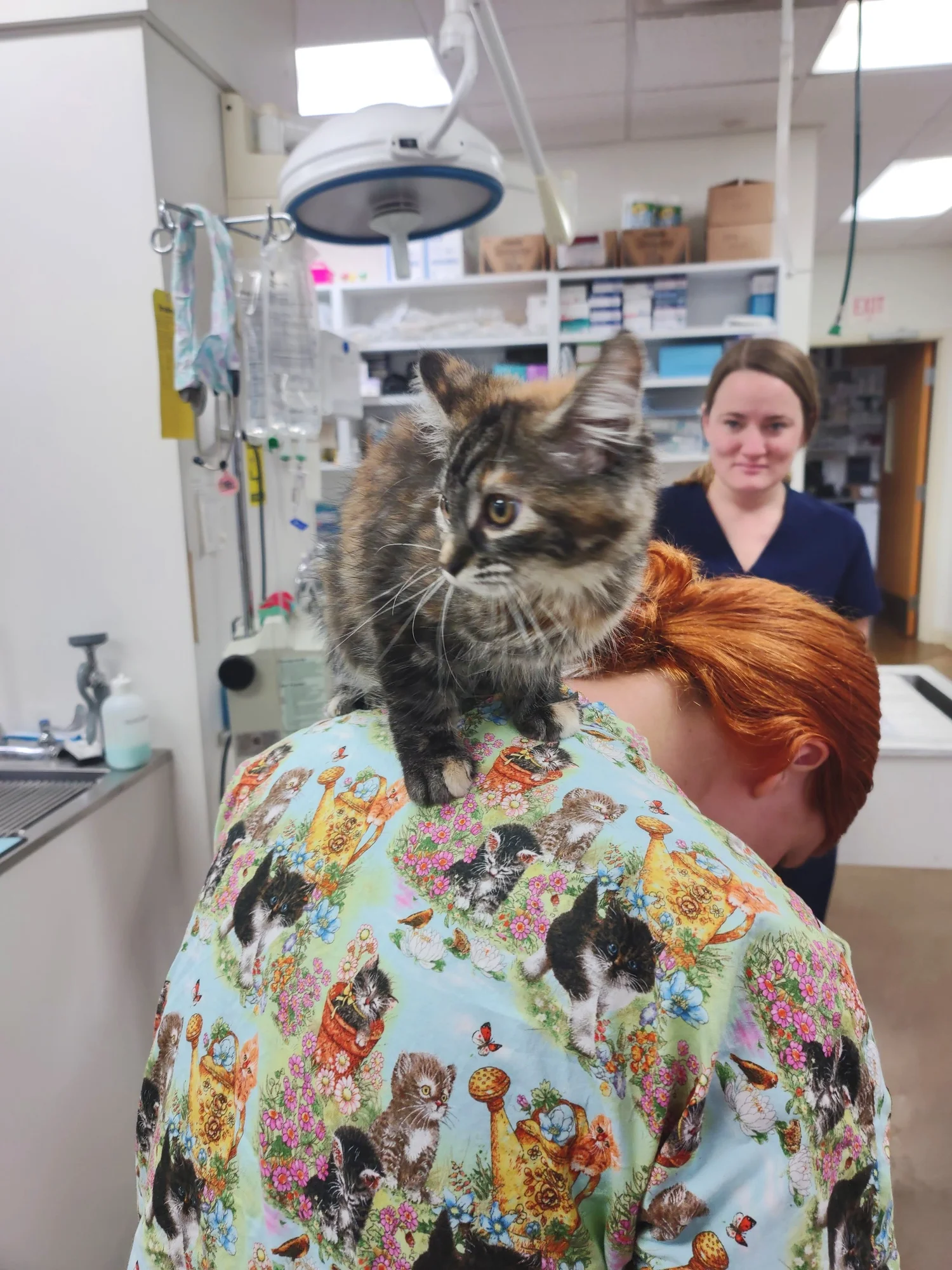Pet Central Animal Hospital | Your local Veterinarian in Minneapolis