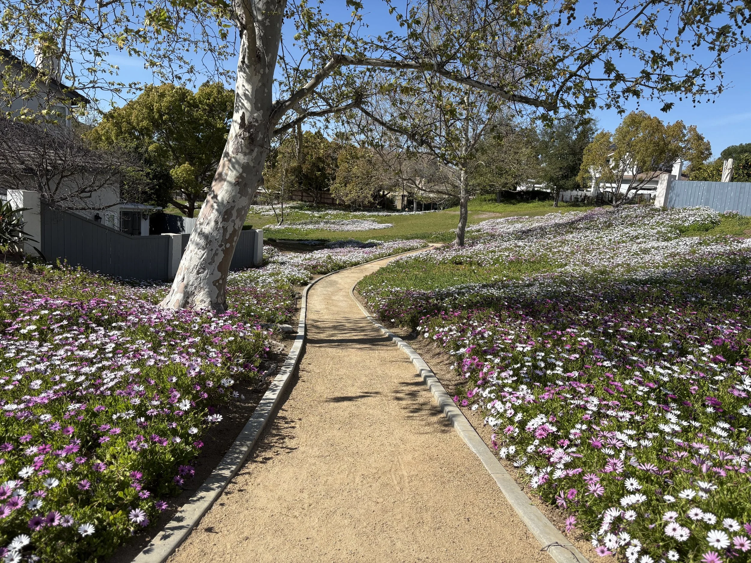 Therapy for OCD or panic attacks