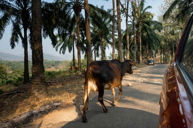 The Best Kerala Roadtrip: From Kochi to Munnar