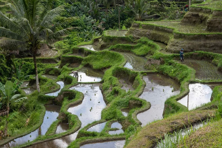 16 Best Things to Do in Ubud: Discover Bali's Cultural Heart