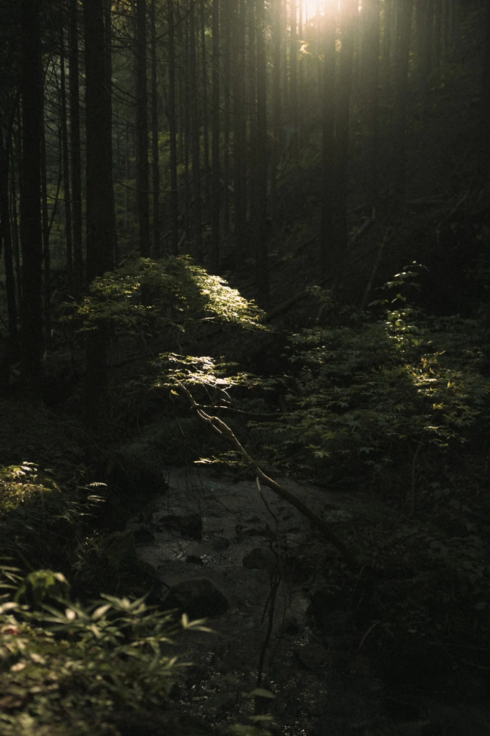 Lushfoil Photography Sim and the Photography of Matt Newell — Export ...