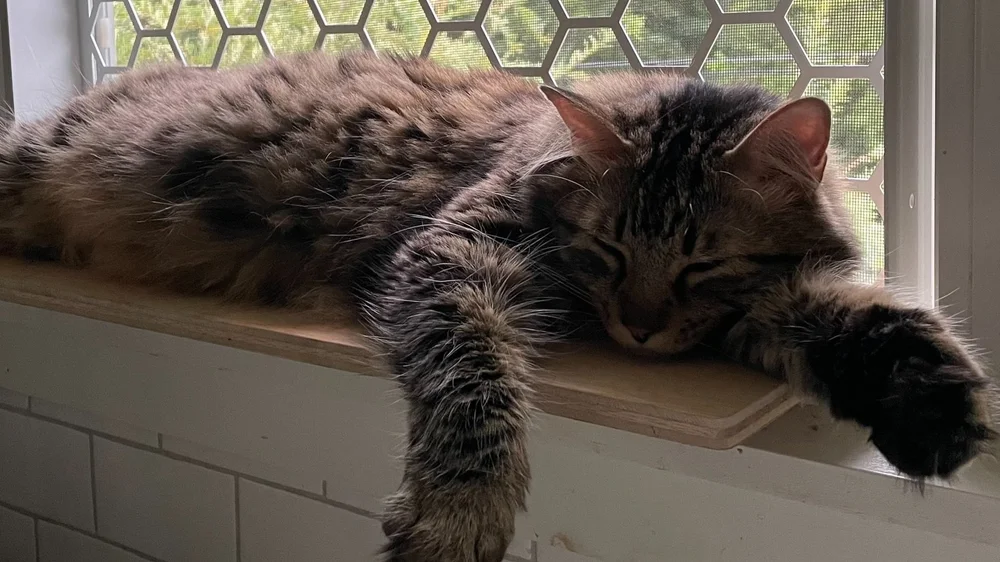 Tenth Life Cat Window Guards - Pet-Safe, USA Made