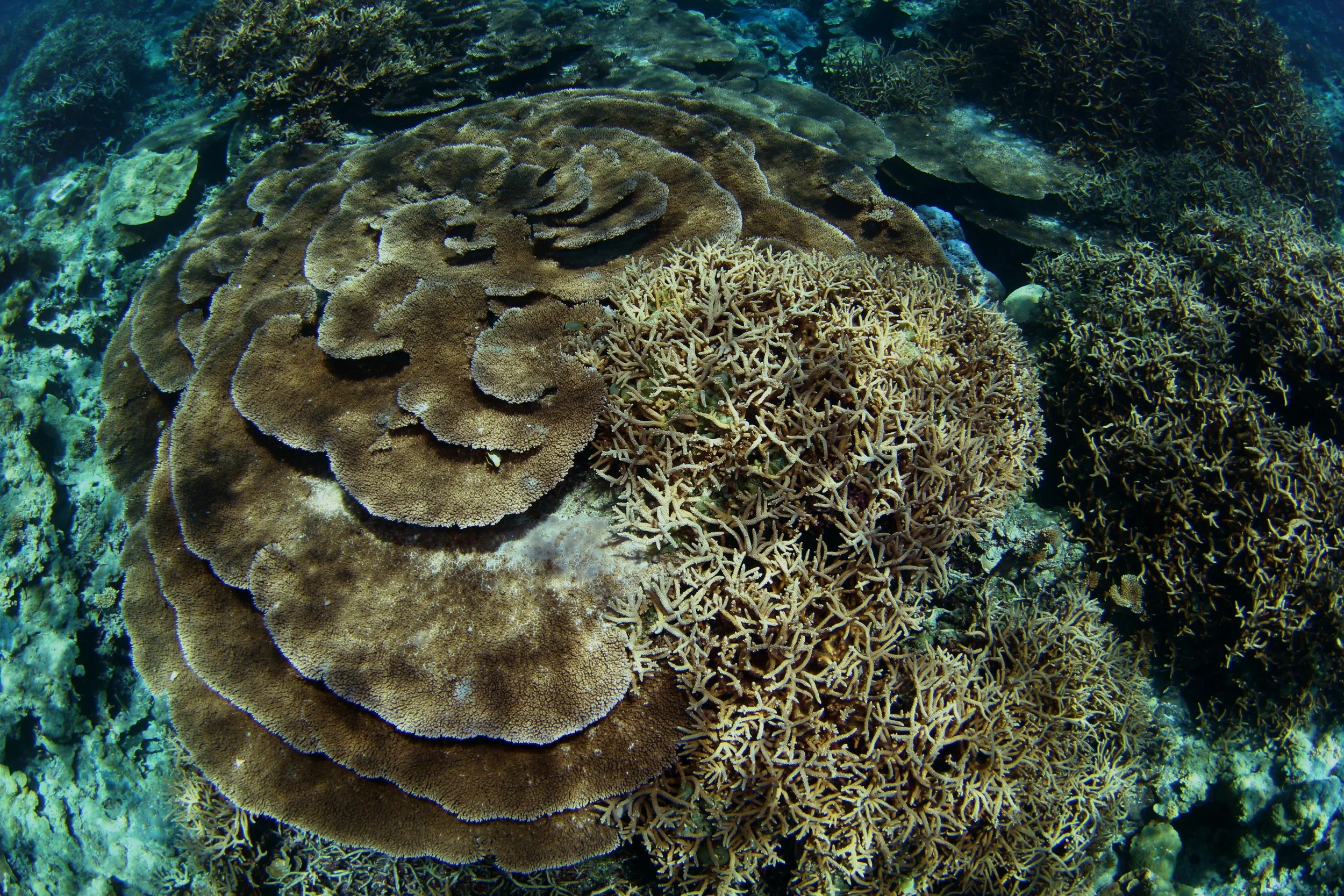 Techniques in large-area imaging for coral reef science and monitoring ...