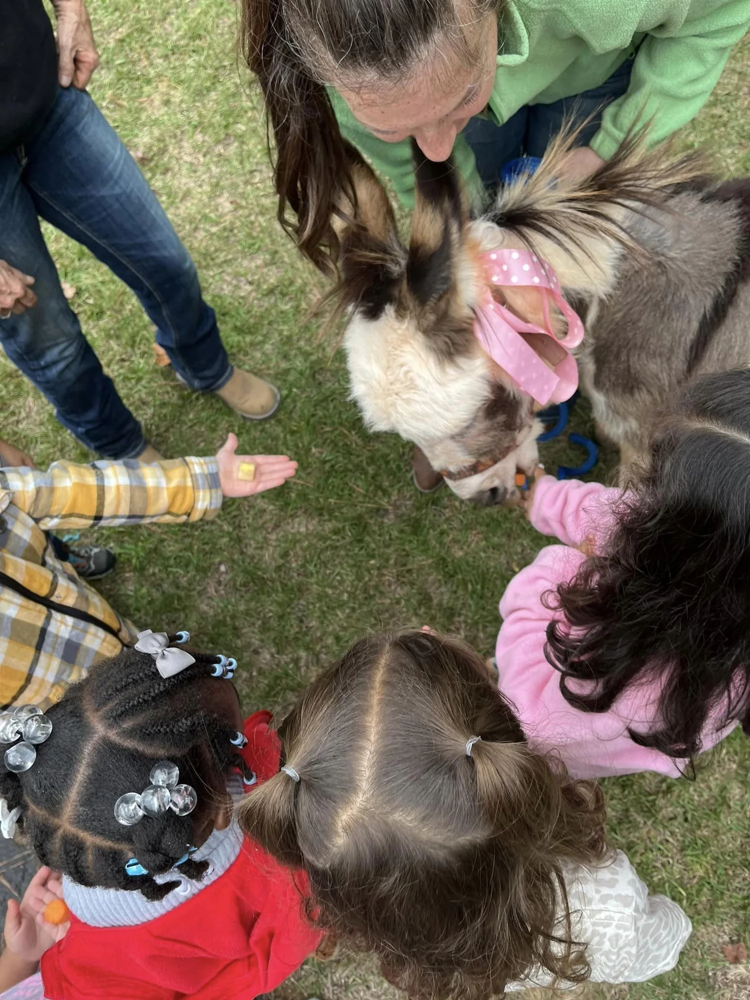 Mobile Petting Zoo — Tiny Tails Farm Adventures