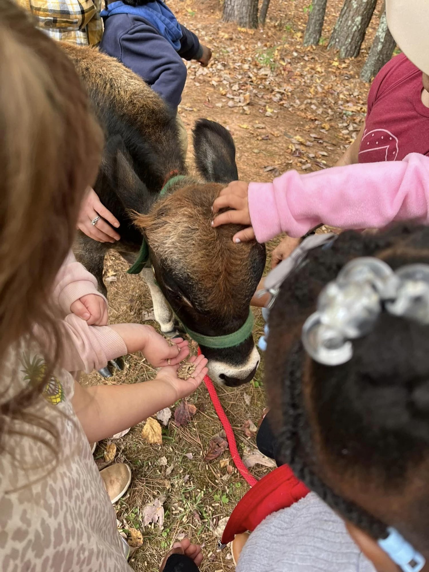 Mobile Petting Zoo — Tiny Tails Farm Adventures
